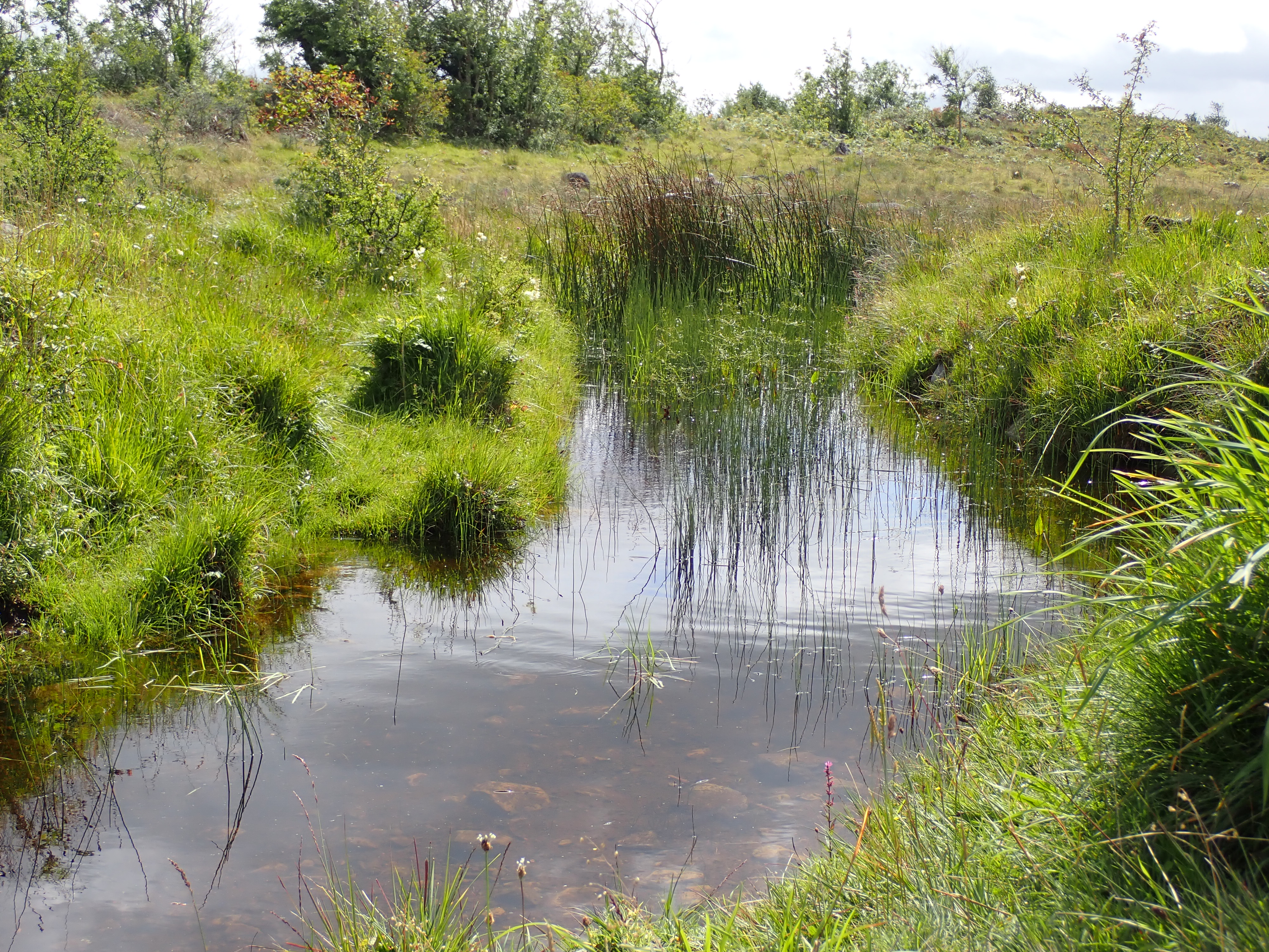 Project Details – River Flow and Ecology